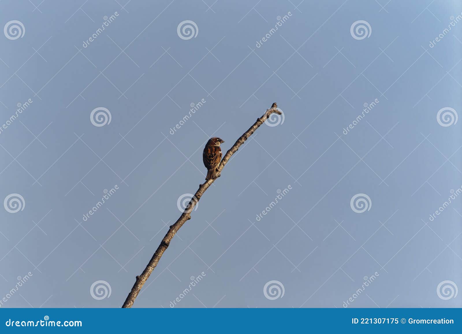 Bird on a tree branch stock image. Image of flying, leaves - 221307175