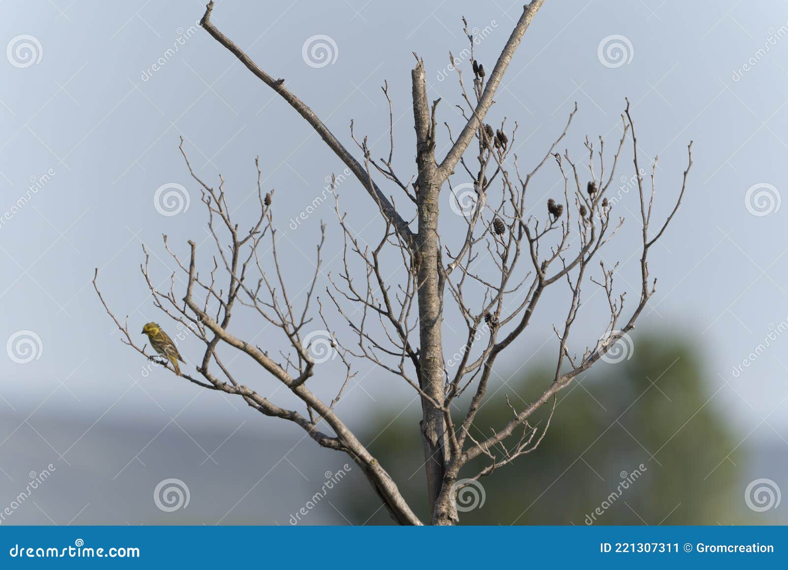 Bird on a tree branch stock image. Image of branches - 221307311