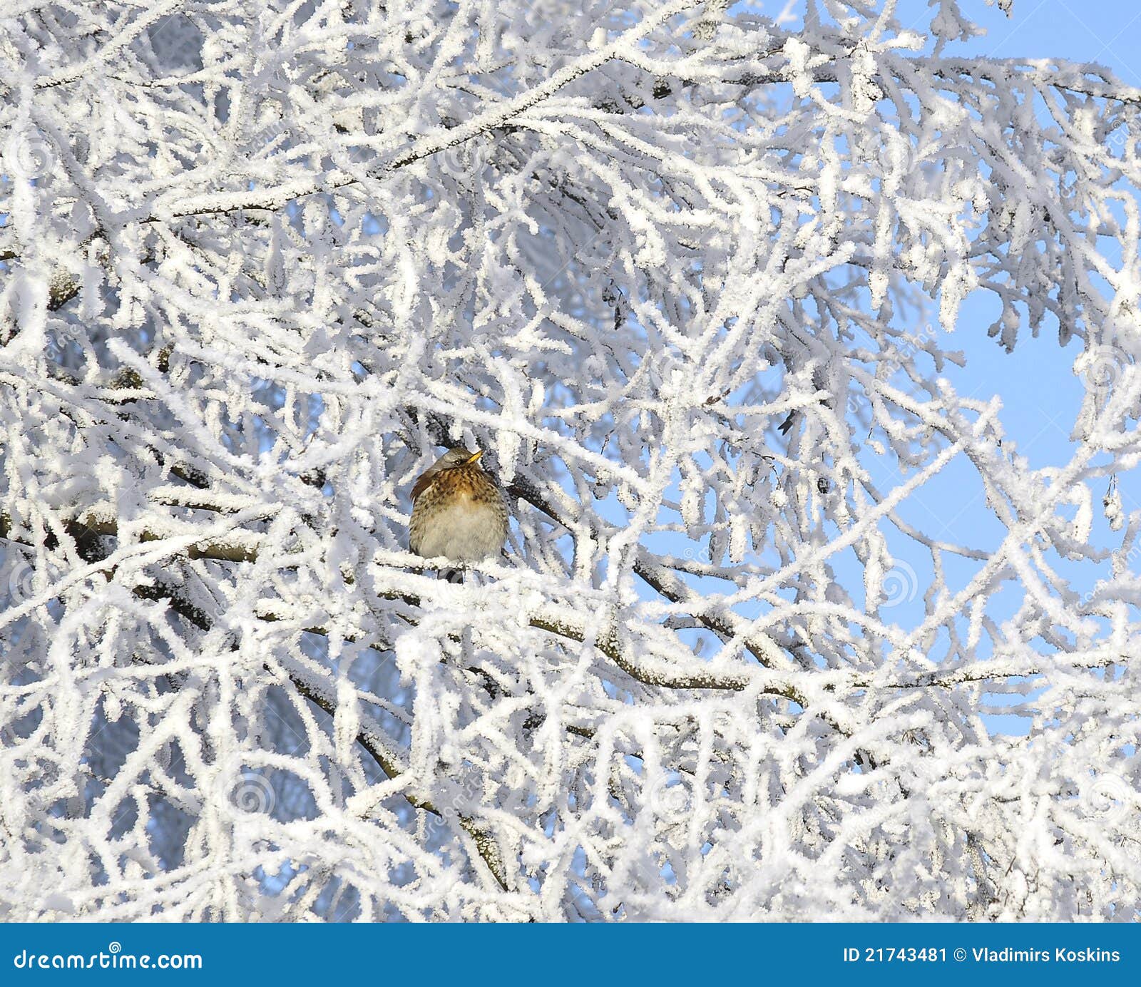 Bird on Tree Branch in the Winter Stock Image - Image of frost, weather ...