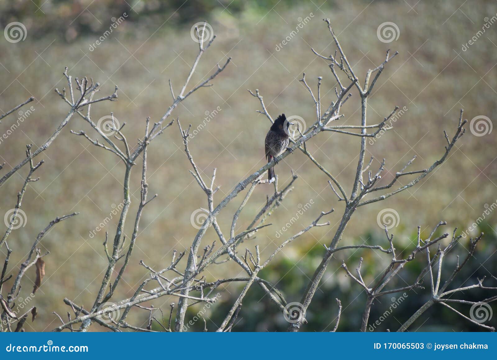 The Bird in the Tree Branches Stock Image - Image of bird, branches ...