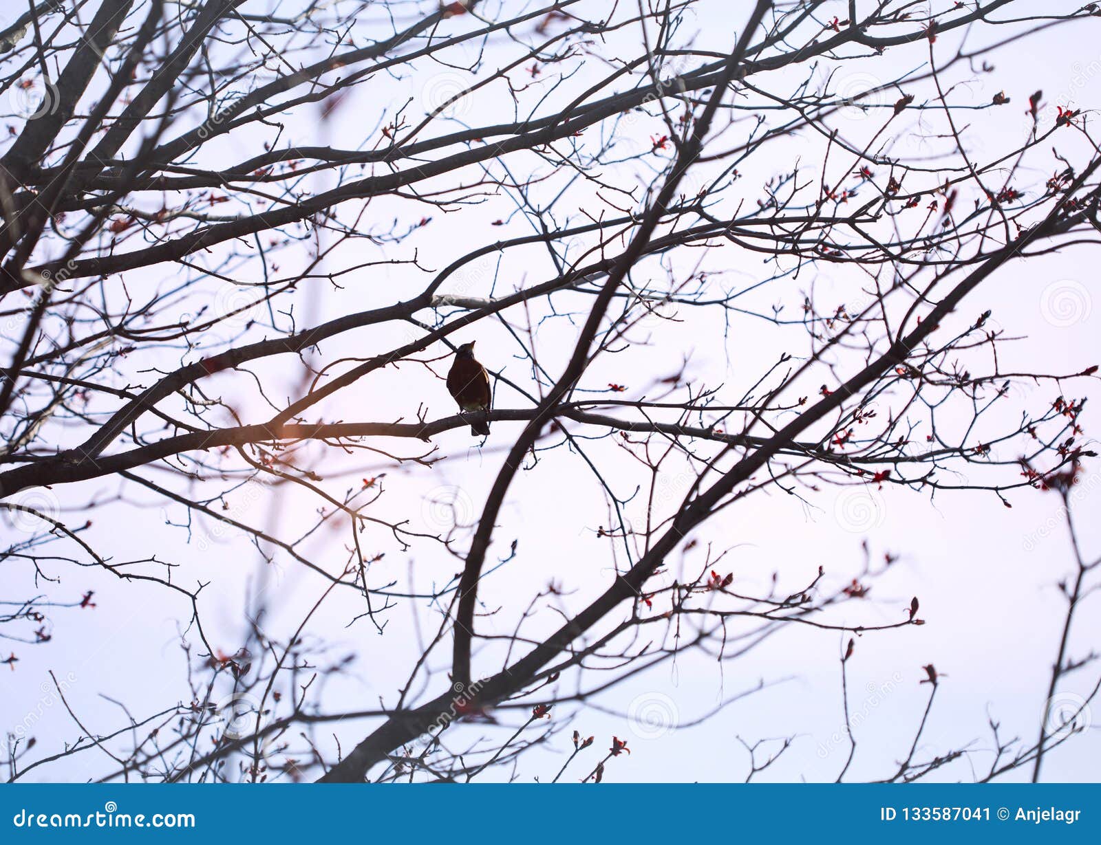 Bird on Tree Branches in Spring Stock Image - Image of forest, romance ...