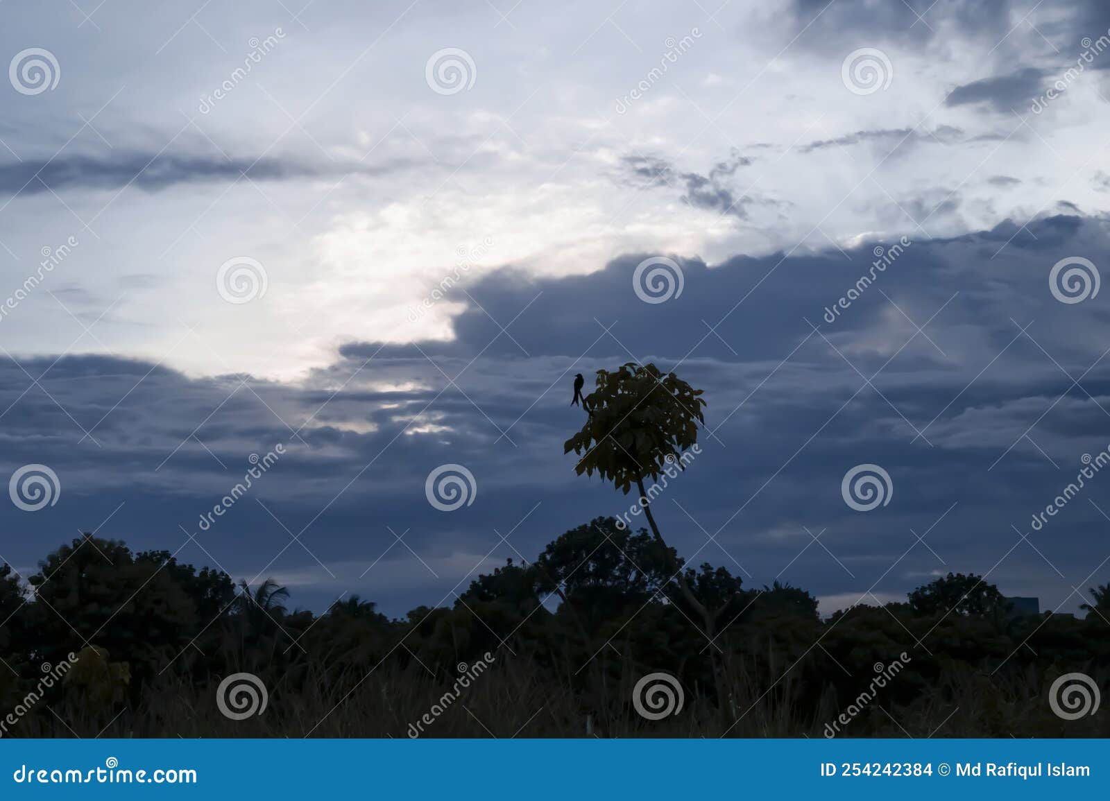 Bird in Tree and Cloudy and Dramatic Sky Stock Photo - Image of clouds ...