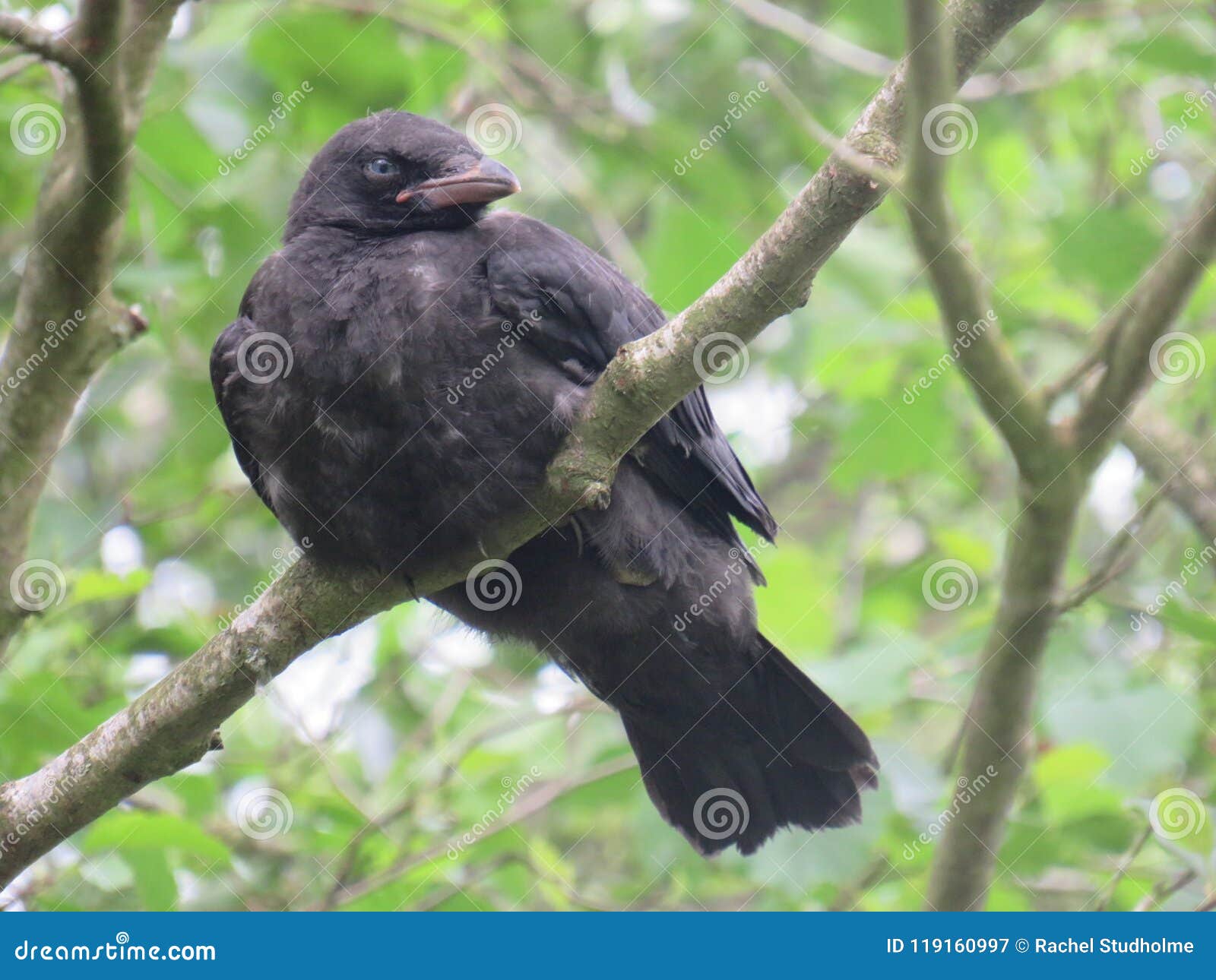 Crow stock image. Image of wildlife, tree, nature, bird - 119160997