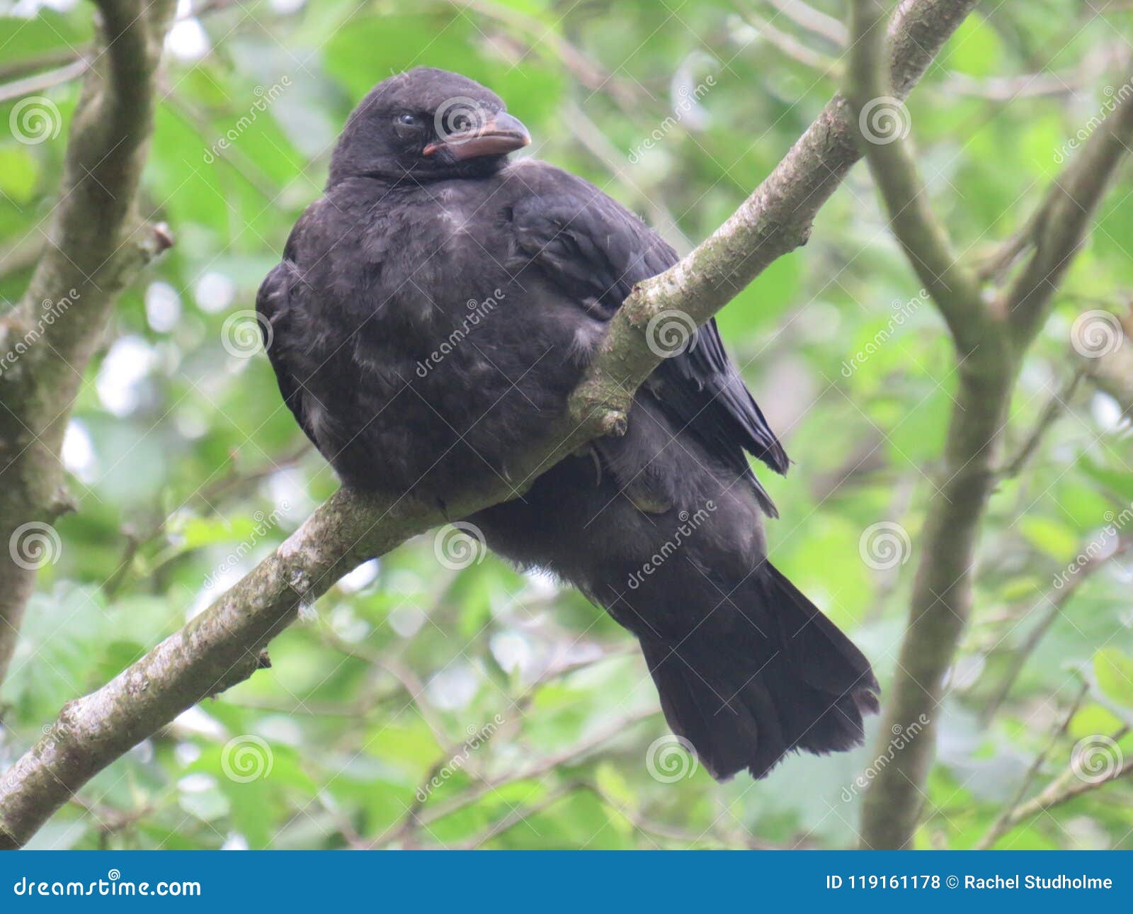 Crow stock photo. Image of tree, nature, bird, wildlife - 119161178