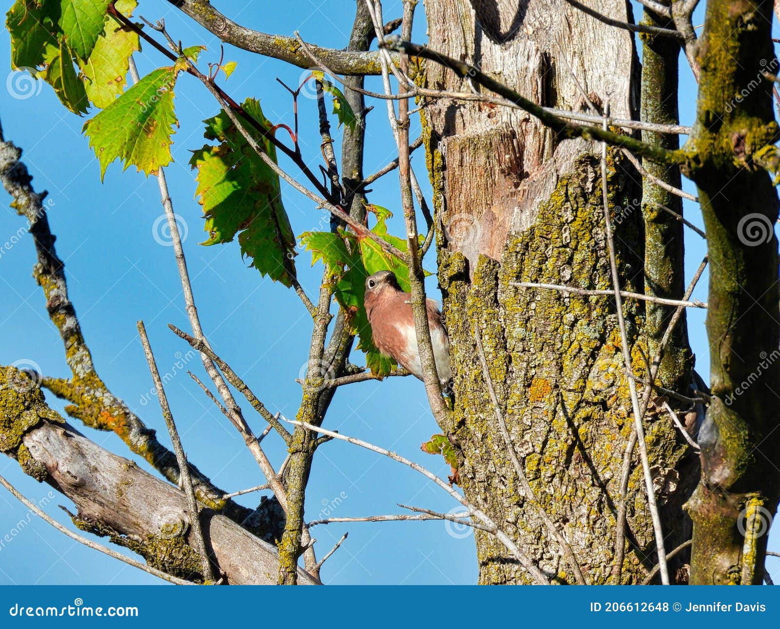 Bird on Tree: an Eastern Bluebird Bird Perched on a Tree Trunk As it ...