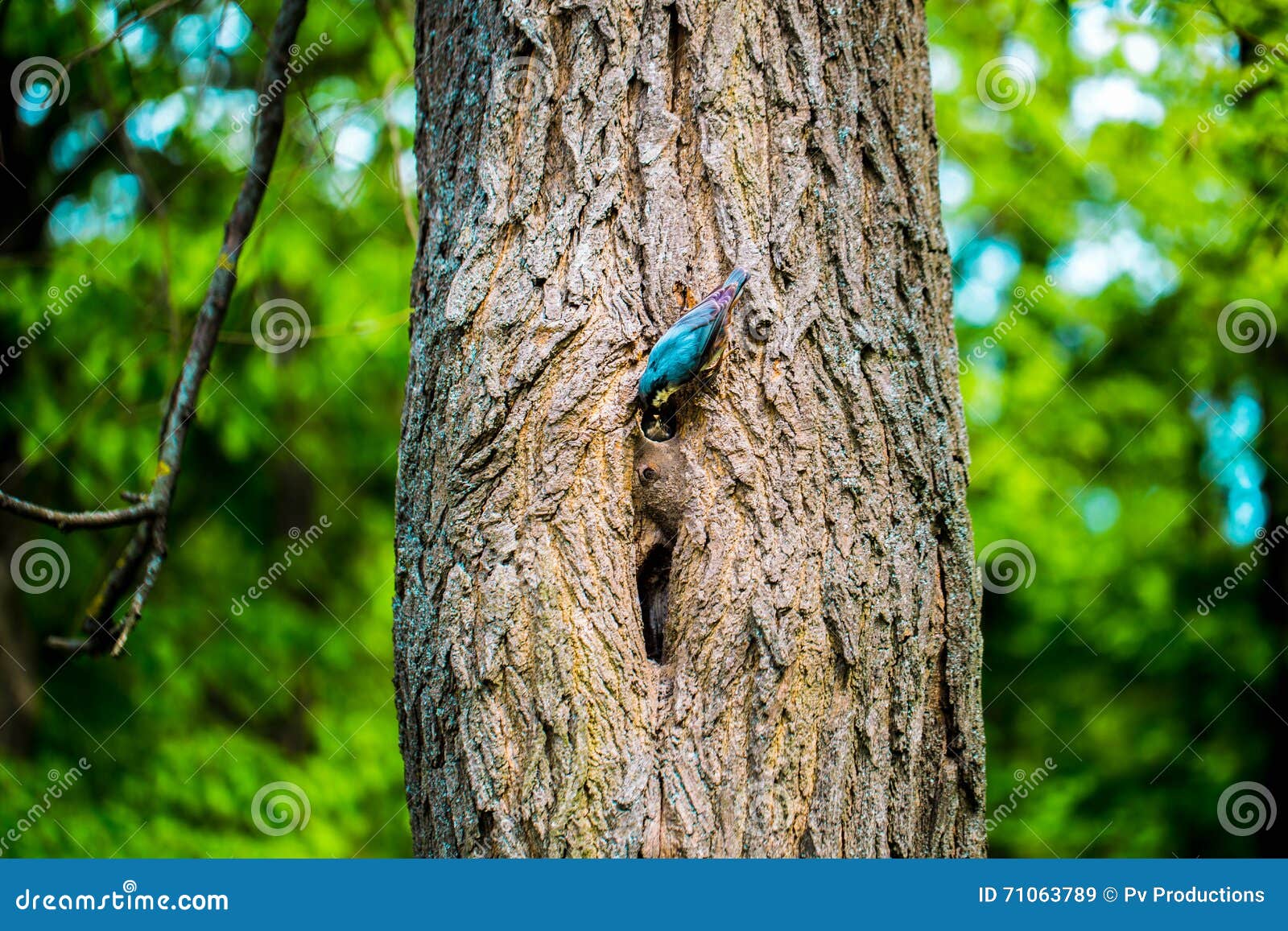 Bird in a Tree Feeding Nestling Stock Image - Image of bird, great ...