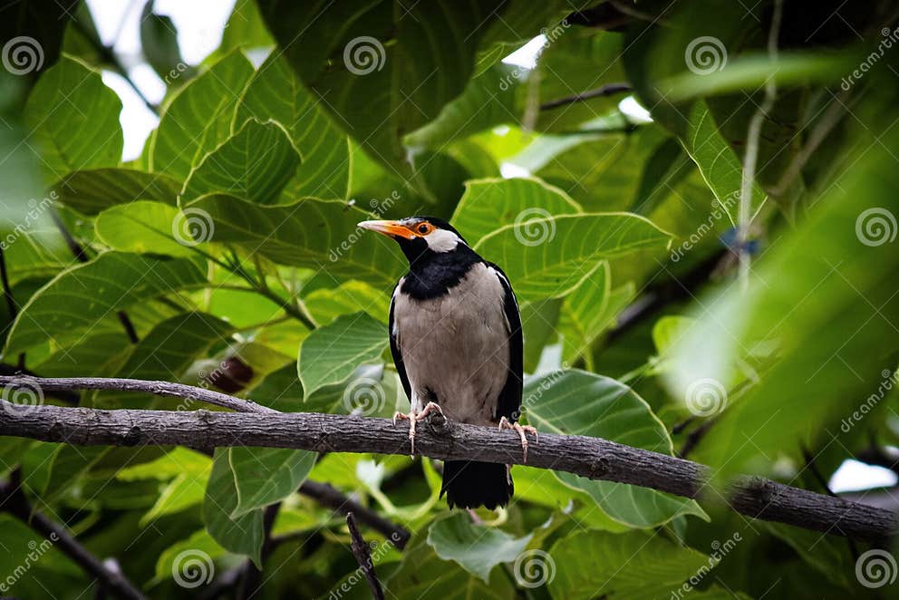 Bird on tree stock photo. Image of jungle, parrot, wildlife - 286964050
