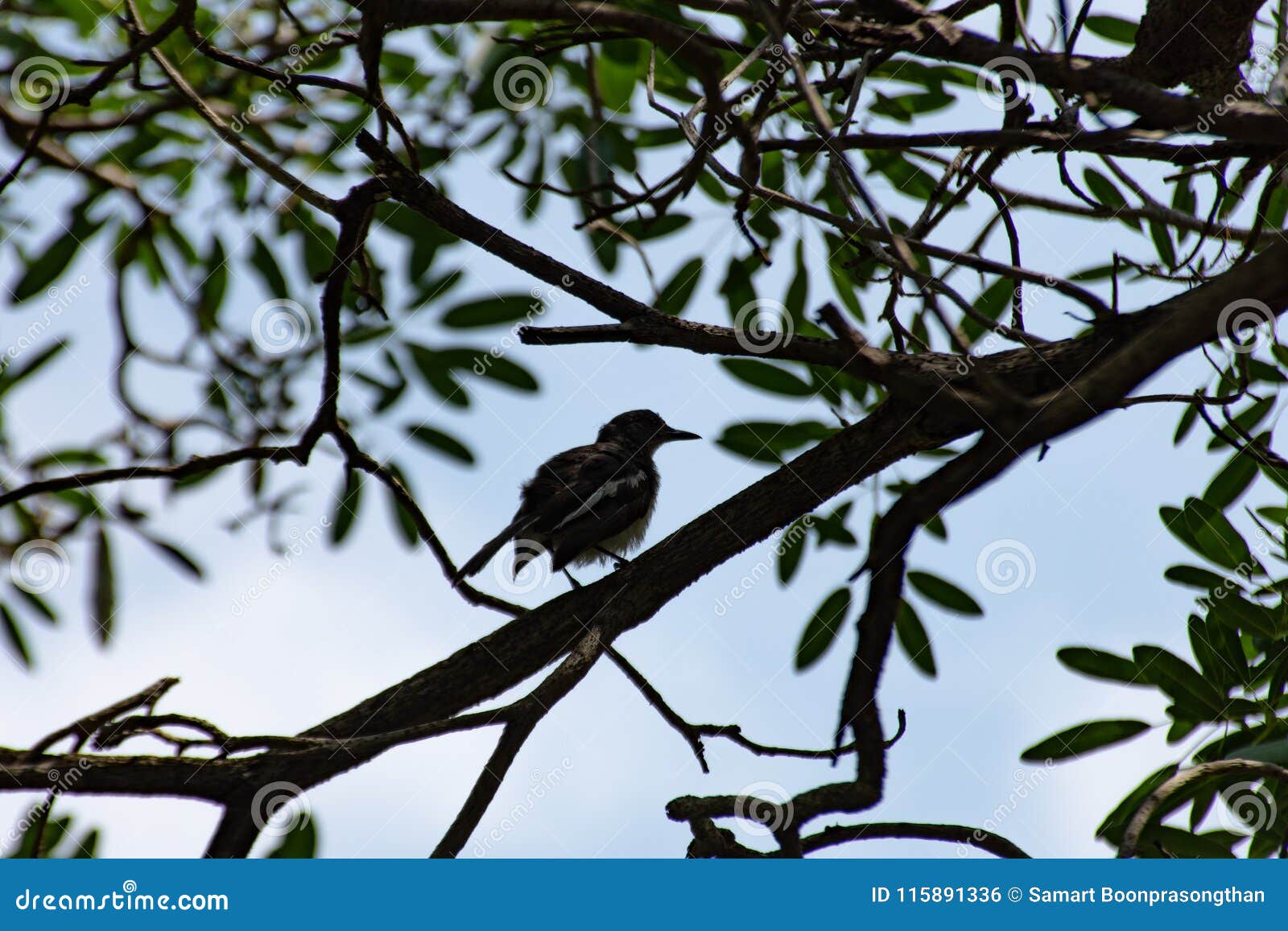 Bird on a tree in garden. stock photo. Image of brown - 115891336