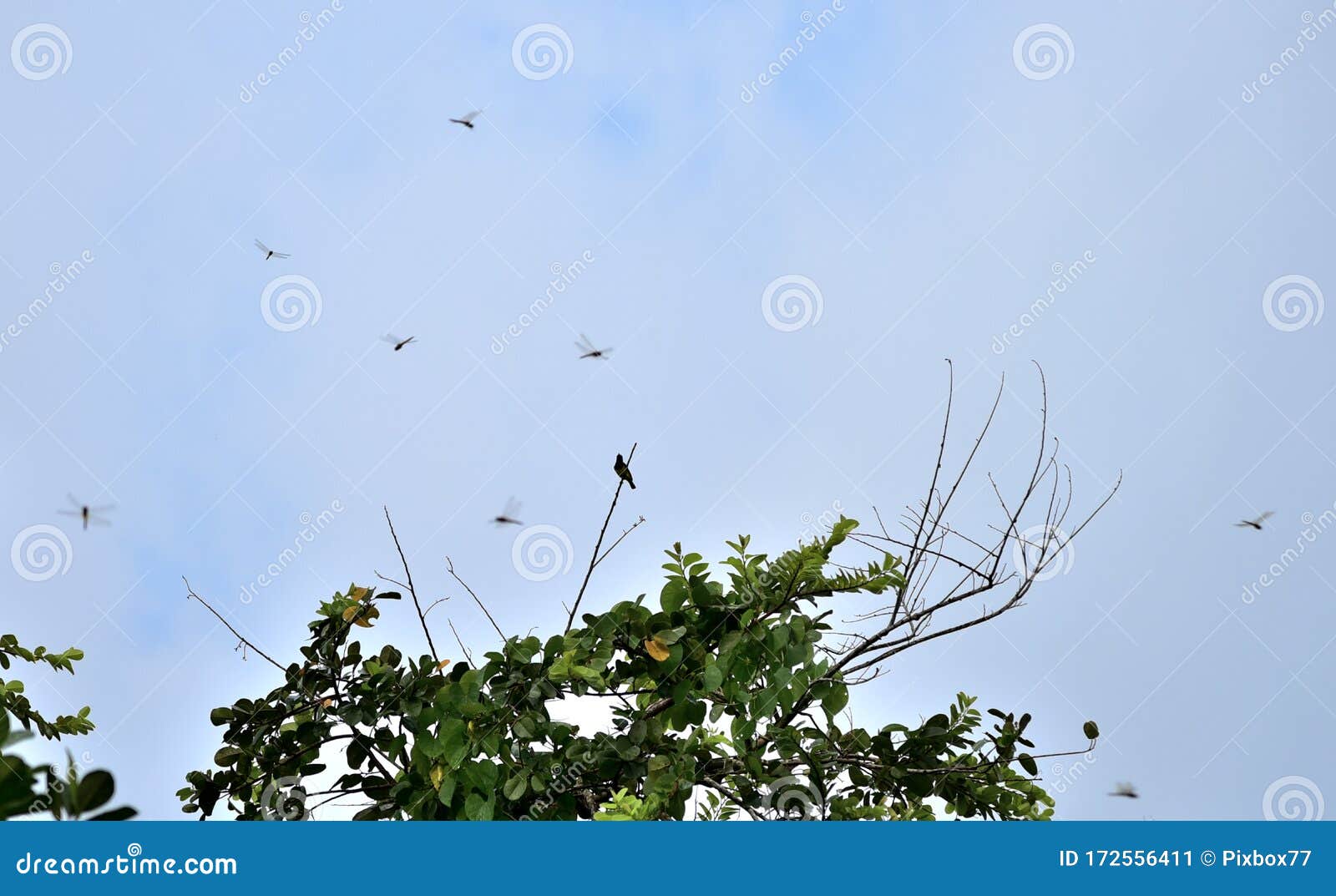Bird on Tree and Group of Dragonfly Flying Around Stock Image - Image ...