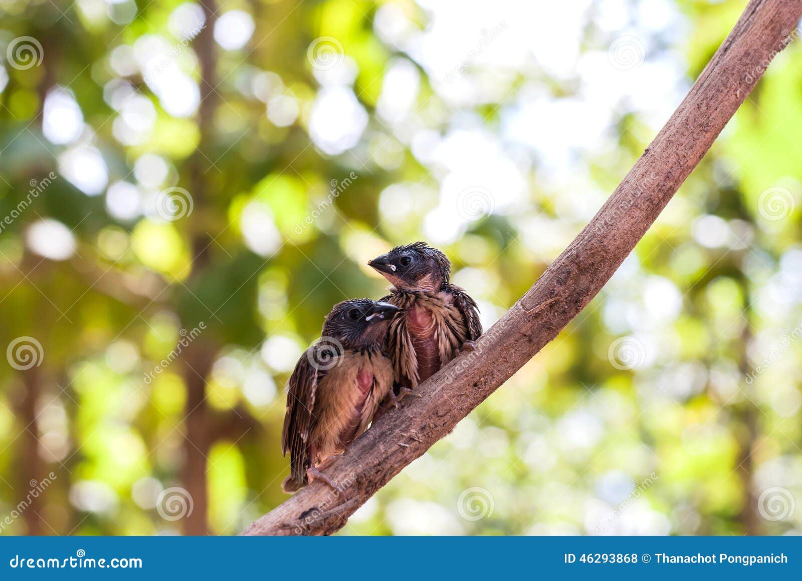 Bird on tree stock photo. Image of tree, outdoor, rest - 46293868