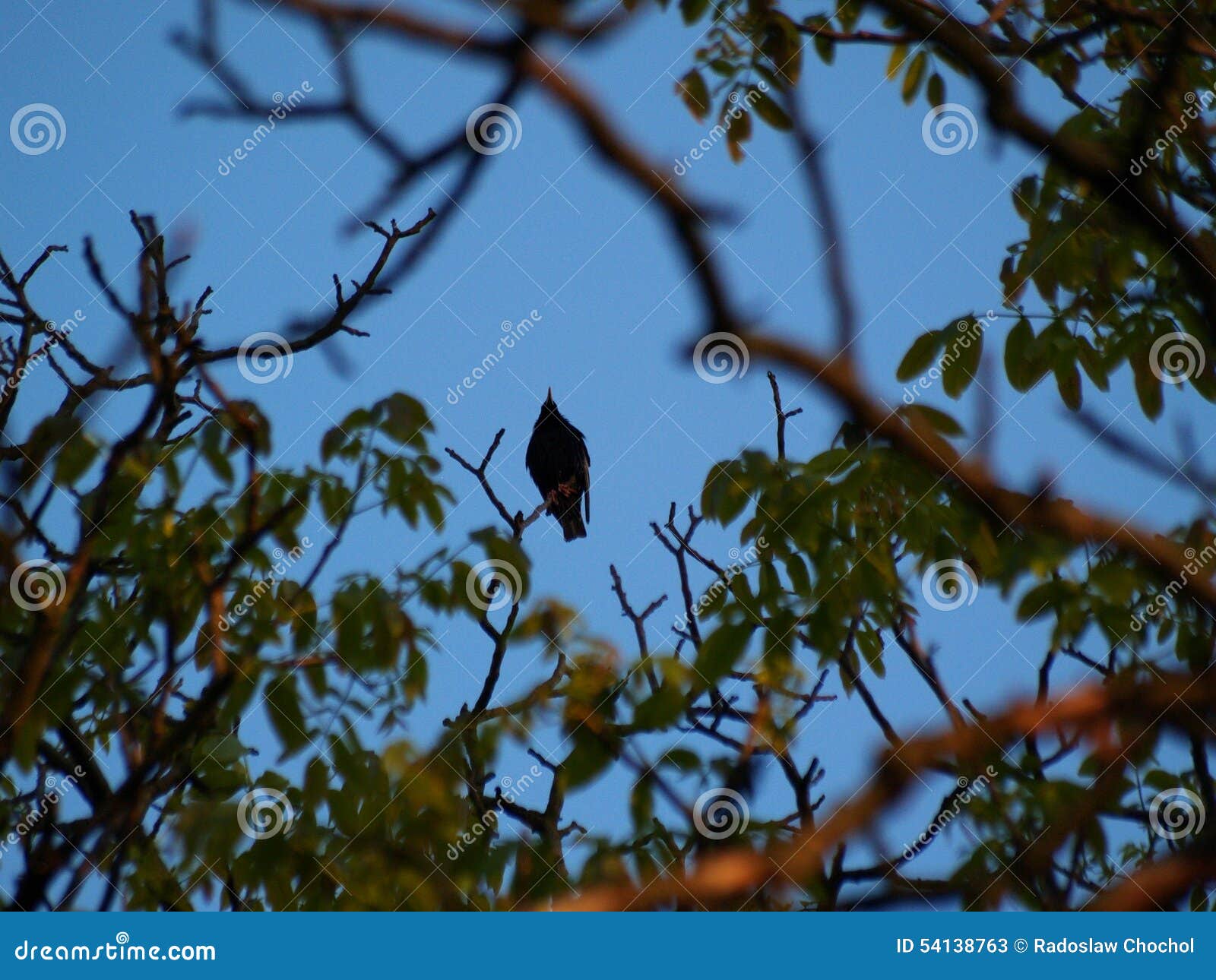 Bird on the tree stock image. Image of gazing, leaves - 54138763