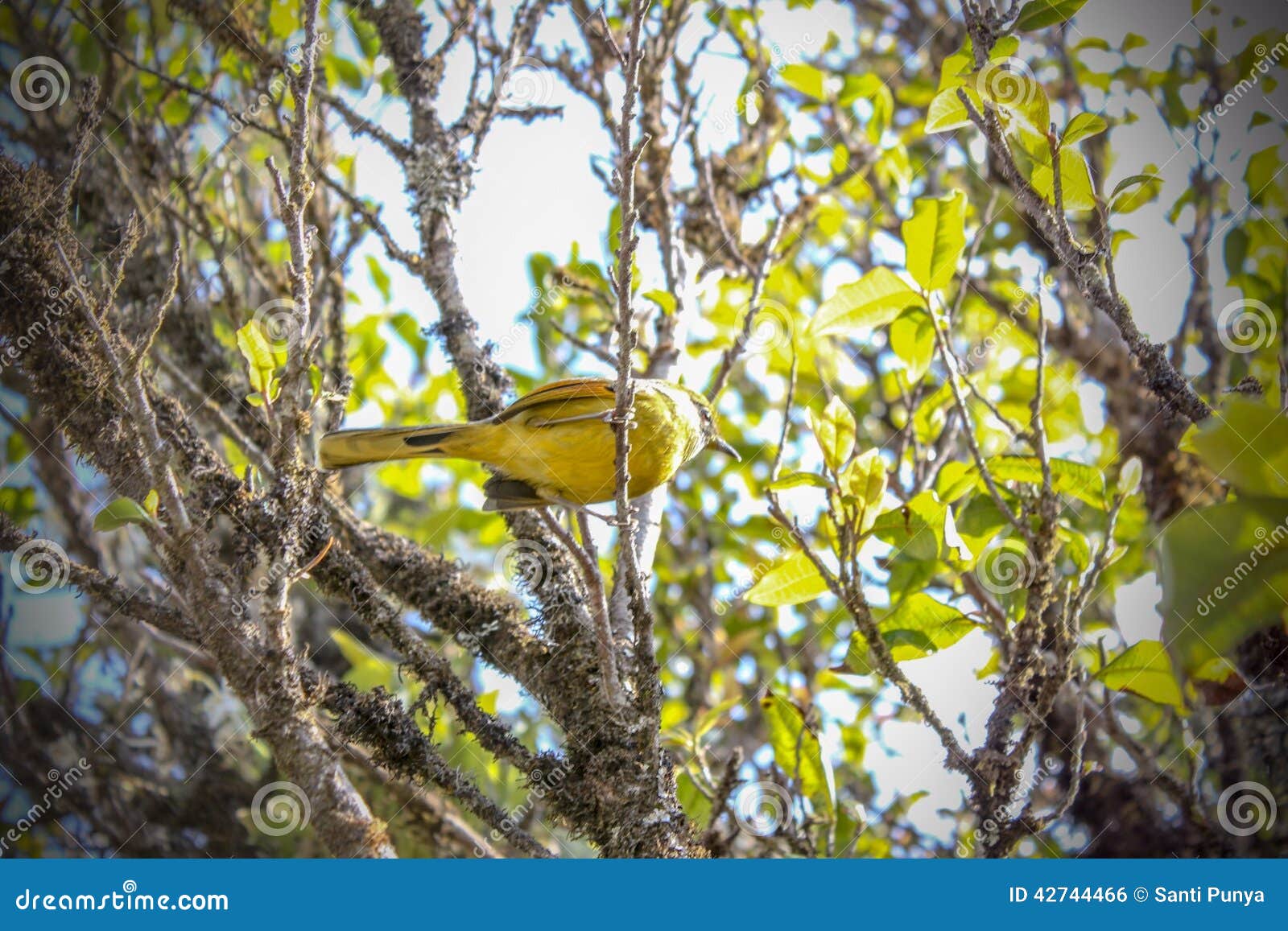 Bird on tree stock photo. Image of asia, wings, nature - 42744466