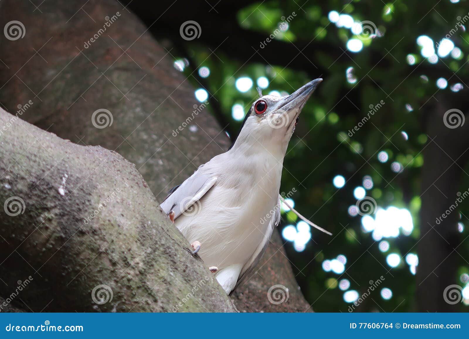 Bird in tree stock photo. Image of nature, perch, beauty - 77606764