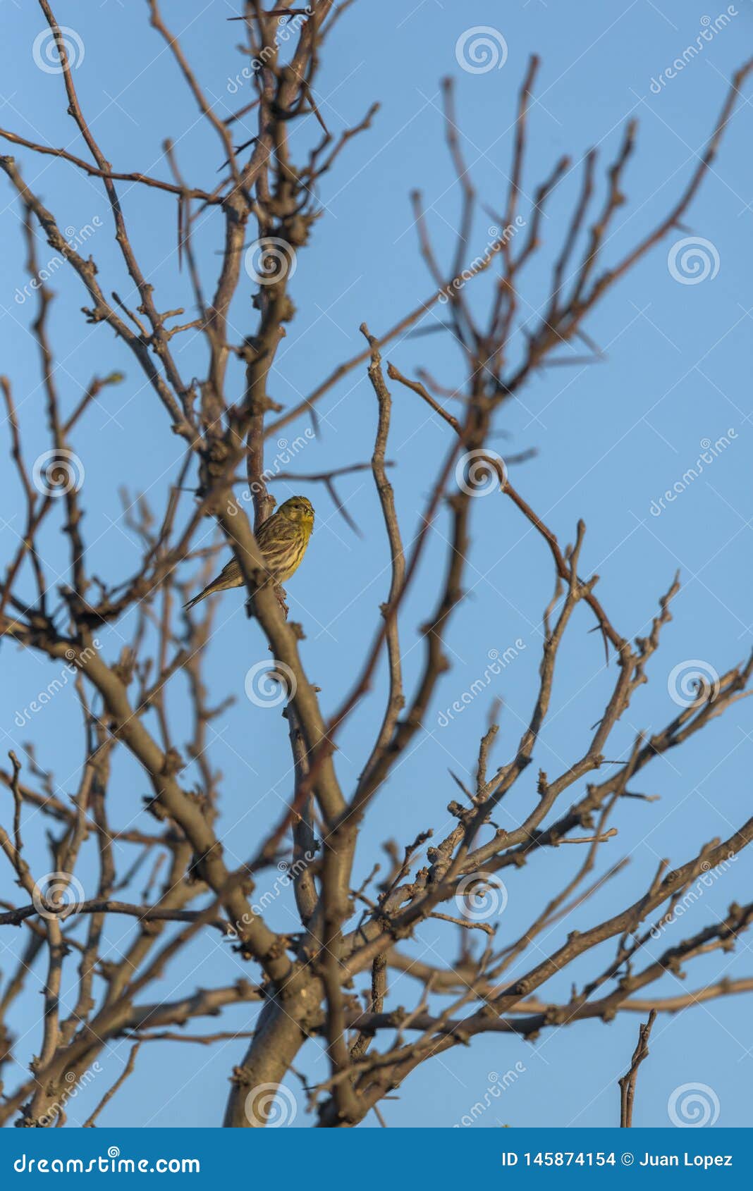 Bird on the tree 3 stock photo. Image of showy, pacific - 145874154
