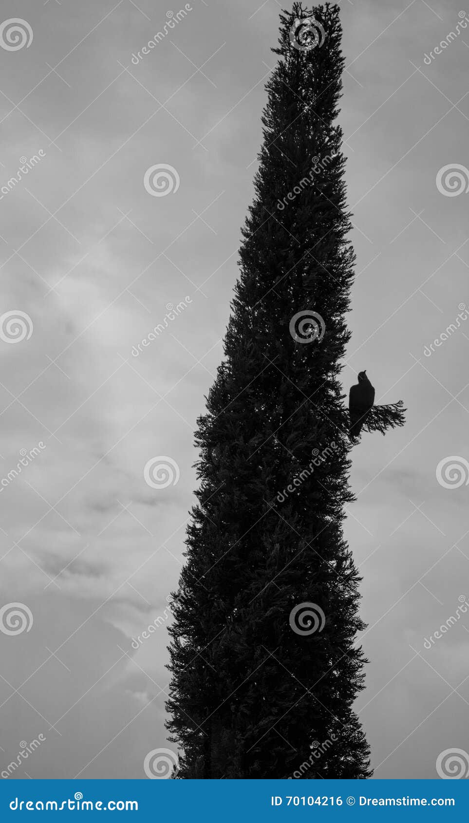 Bird on tree stock photo. Image of birds, animals, pinetree - 70104216
