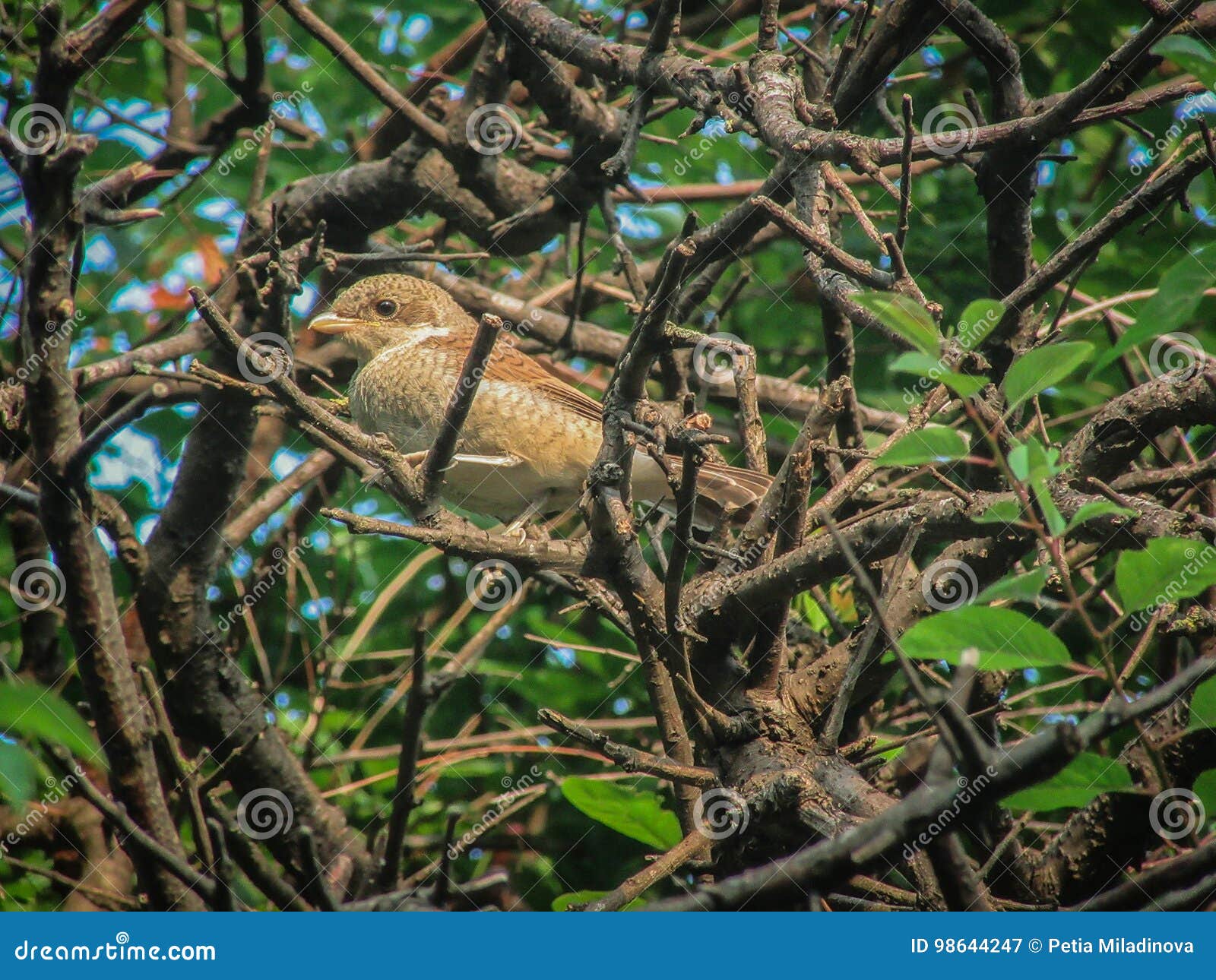 Bird and tree stock image. Image of famous, horizontal - 98644247