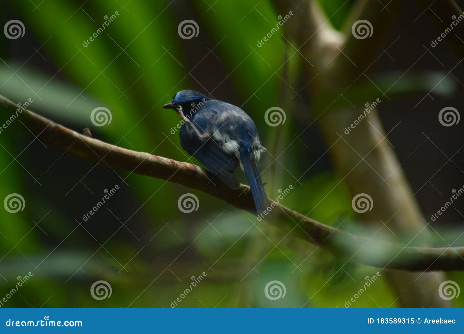 Bird on tree relaxing time stock image. Image of tree - 183589315