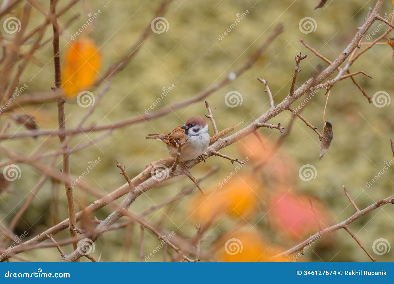 Bird On The Tree Stock Photography | CartoonDealer.com #135145382