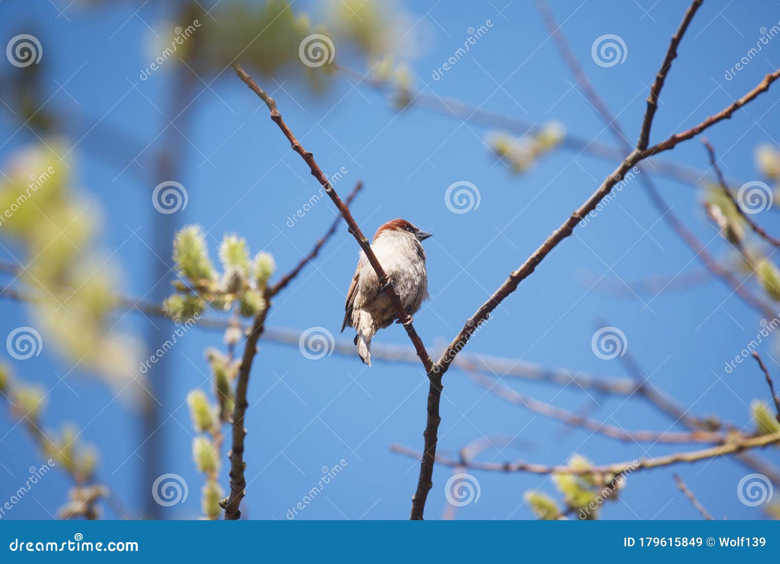 The Bird on the Tree in Spring Stock Image - Image of bird, animal ...