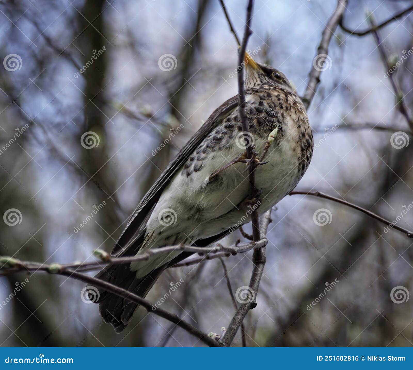 Bird in tree during spring stock photo. Image of wildlife - 251602816