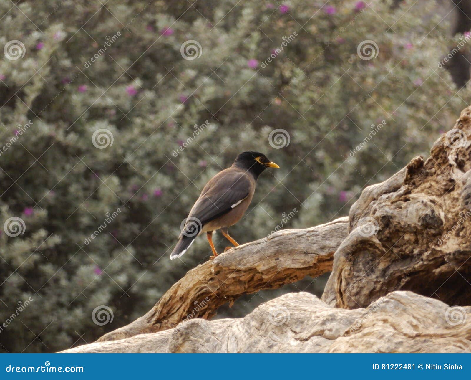 Bird on tree standing idle stock image. Image of mynah - 81222481