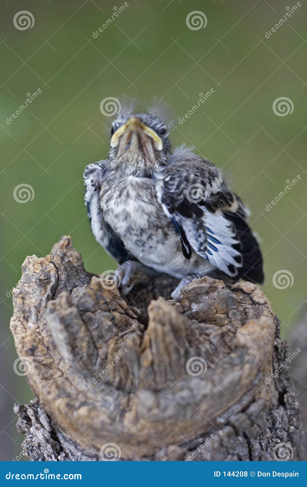 Bird On Tree Stump Head-0n Picture. Image: 144208