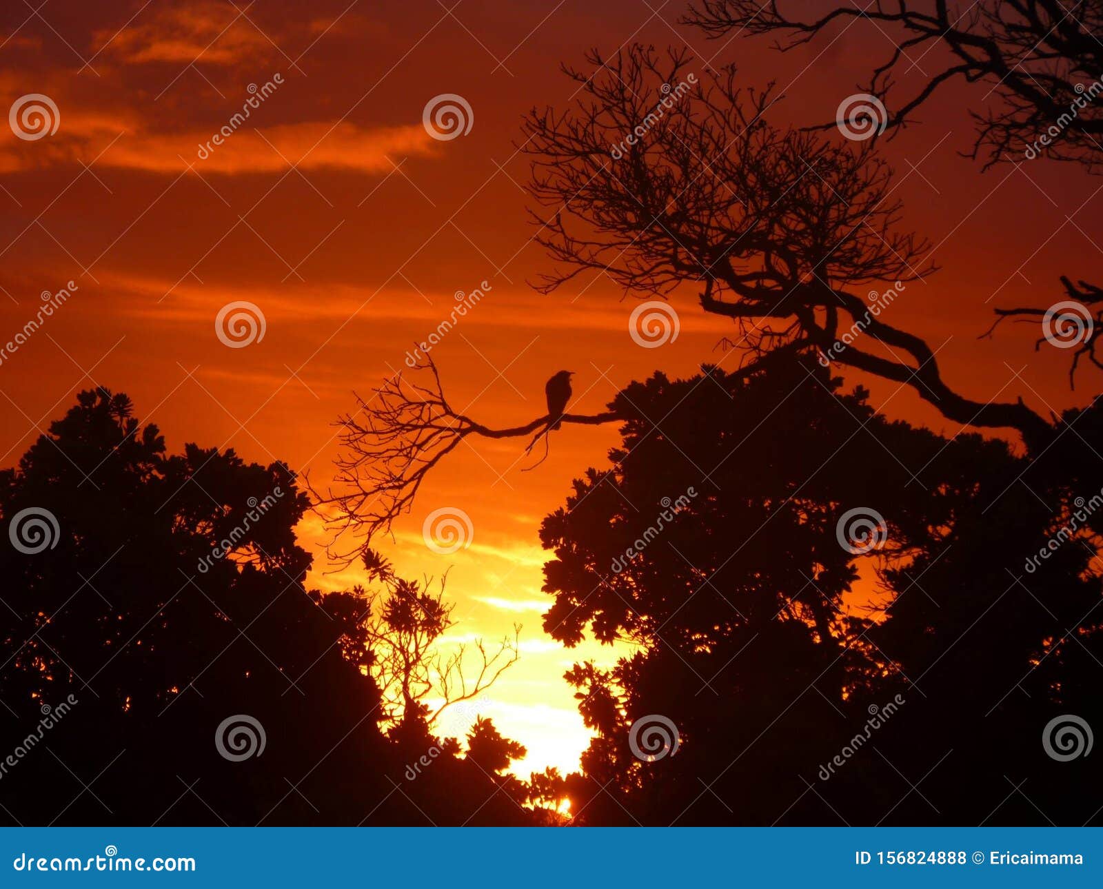 Bird , tree and sunset stock photo. Image of bird, evening - 156824888