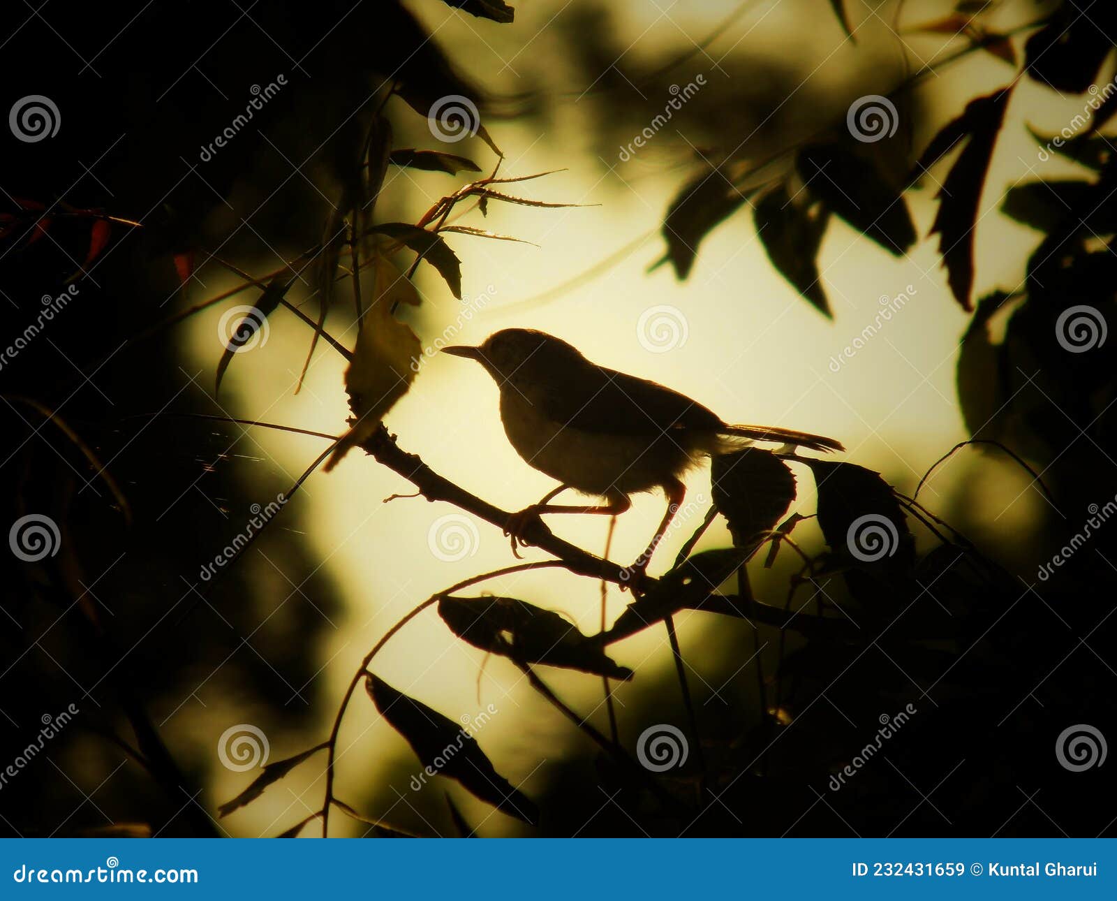 A Bird on Tree in Sunset Time Stock Image - Image of leaves, nice ...