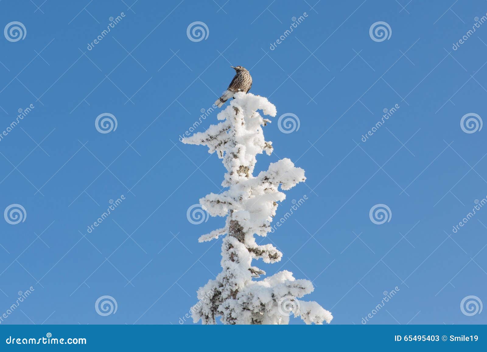 Bird on the tree stock image. Image of park, pretty, frost - 65495403
