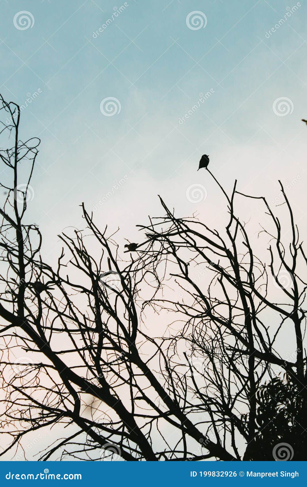 Bird on Tree Waiting stock photo. Image of waiting, hope - 199832926
