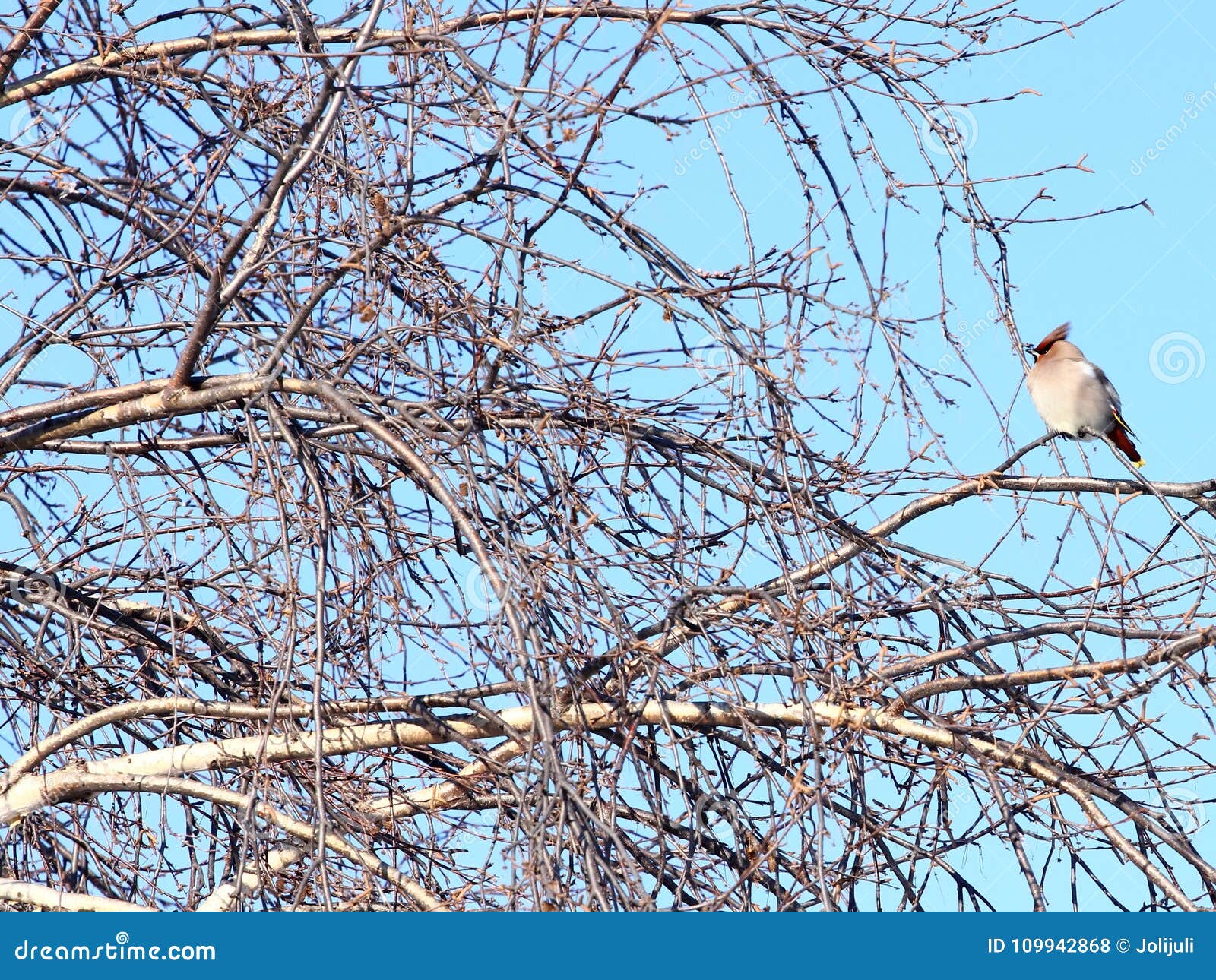 Bird on tree stock photo. Image of fluffy, branches - 109942868