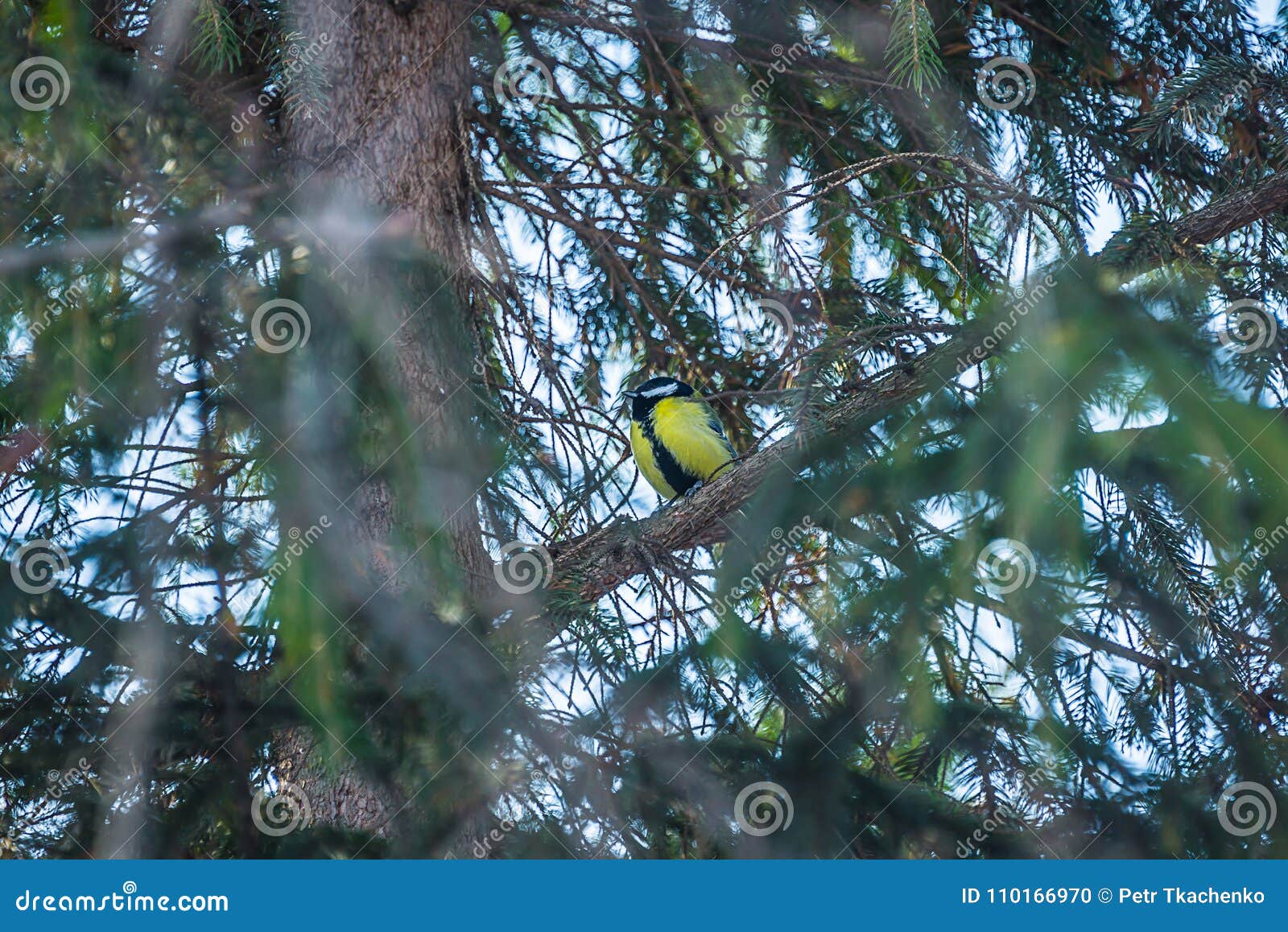 Bird Tweeting Tree Illustration Stock Photos - Free & Royalty-Free ... Bird Tweeting Tree Illustration Stock Photos - Free & Royalty-Free ...