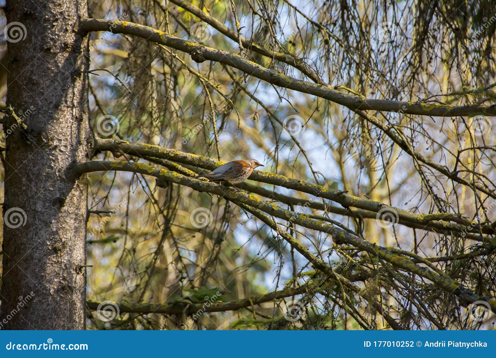 Bird in the Trees of the Forest Stock Photo - Image of green, trees ...