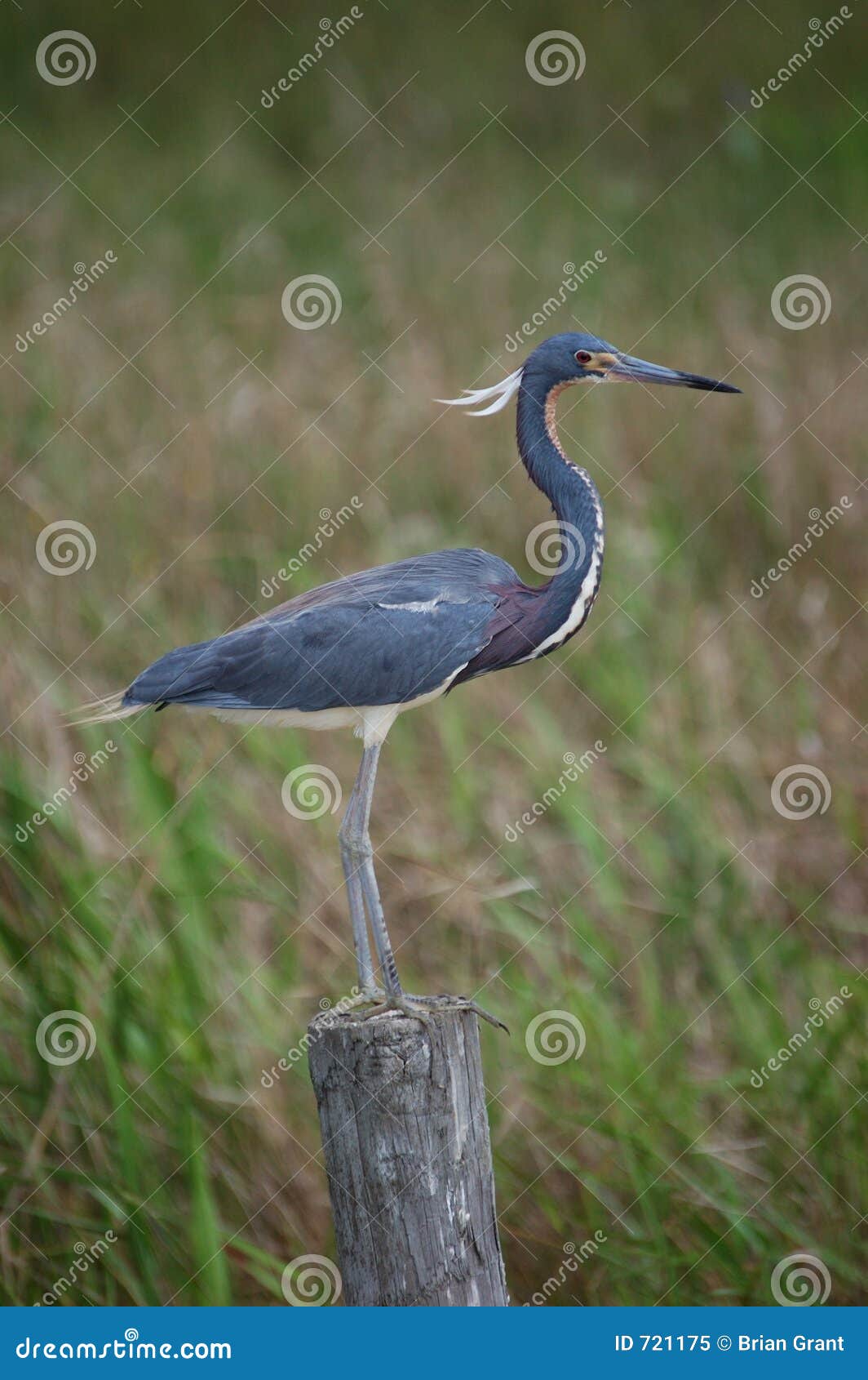 Bird - Tri Colored Heron stock image. Image of blue, white - 721175