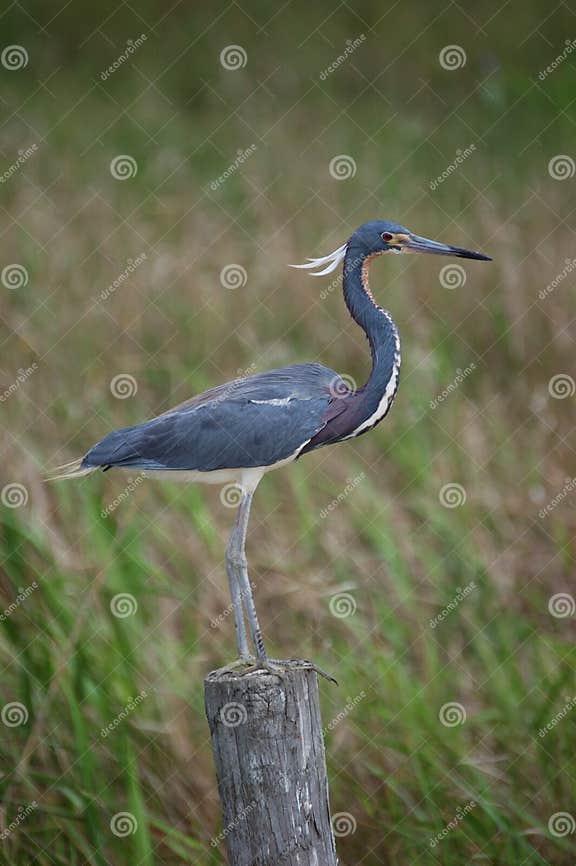 Bird - Tri Colored Heron stock image. Image of blue, white - 721175