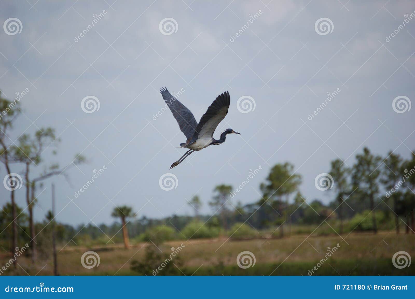Bird - Tri-colored Heron in Flight Stock Photo - Image of flight ...
