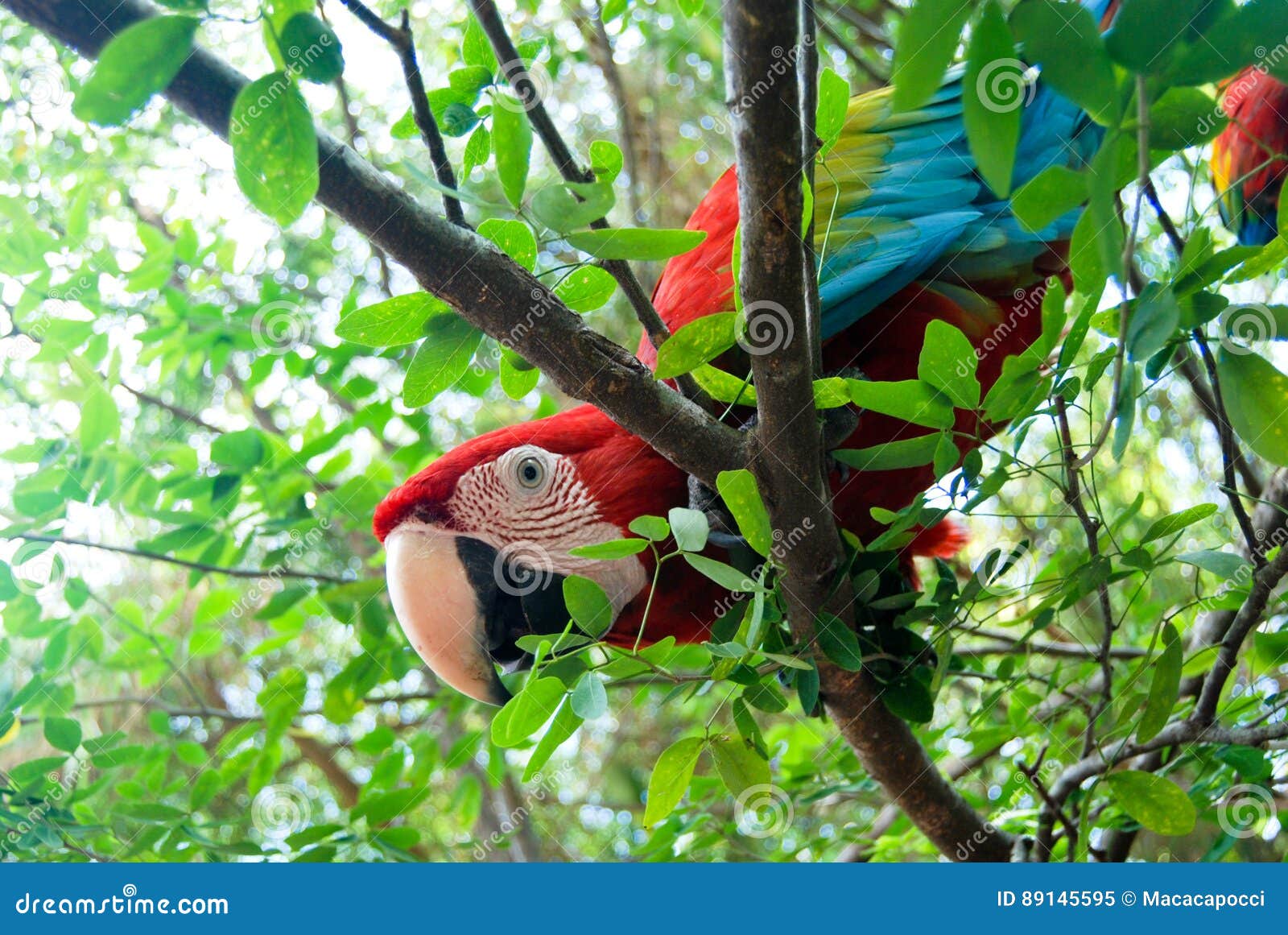 Bird in the tropic jungle stock image. Image of color - 89145595