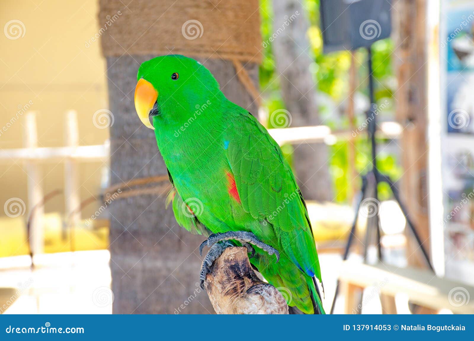 The Bird Tropical a Beautiful Big Parro Stock Image - Image of ...