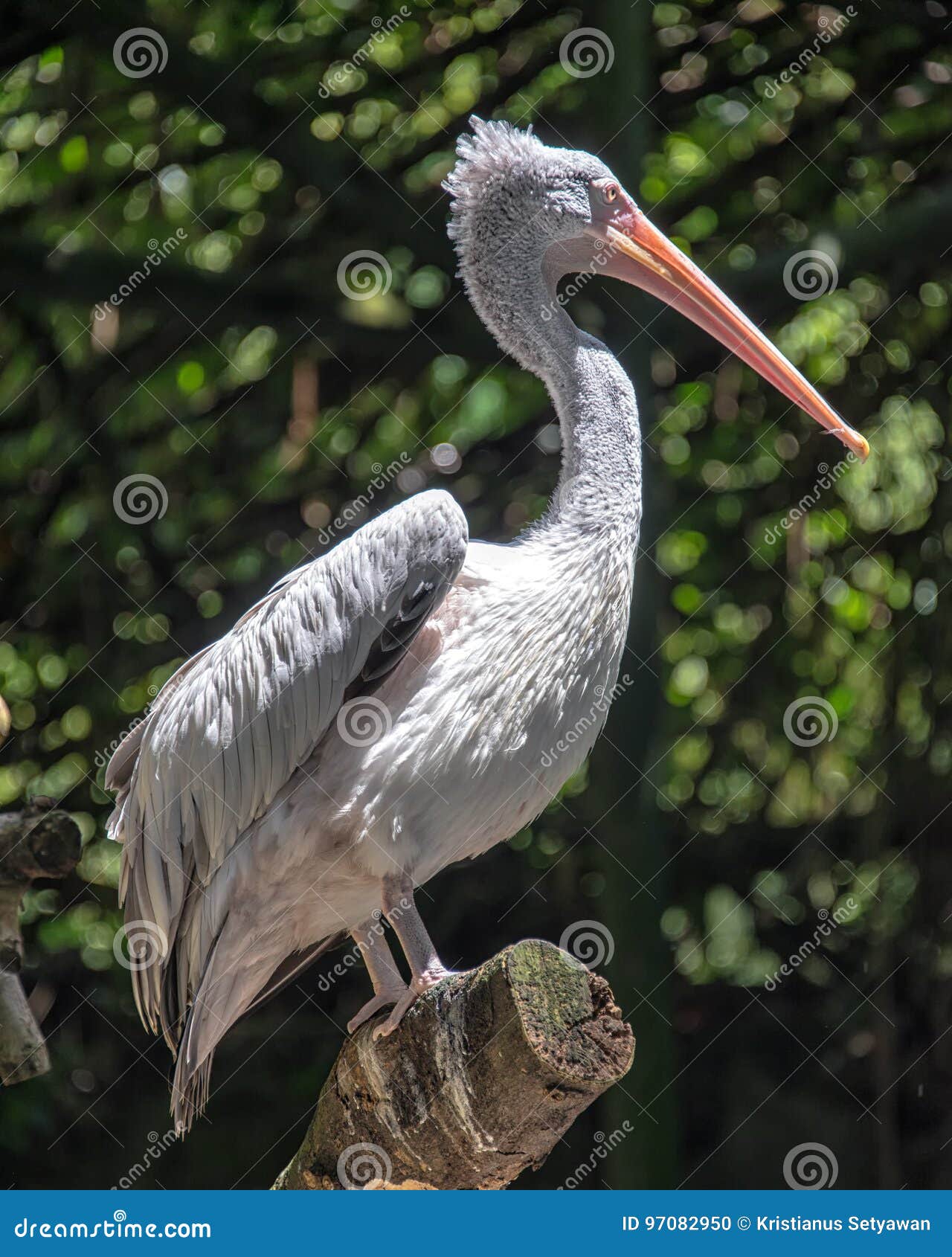 Bird stock photo. Image of bird, trunk, heavy, animal - 97082950