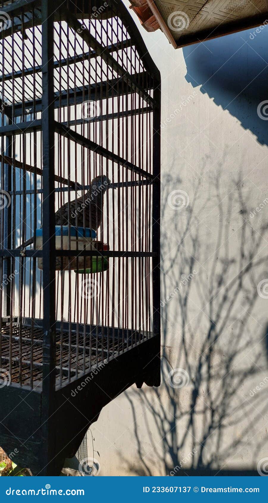 Bird trying to fly stock image. Image of skyscraper - 233607137