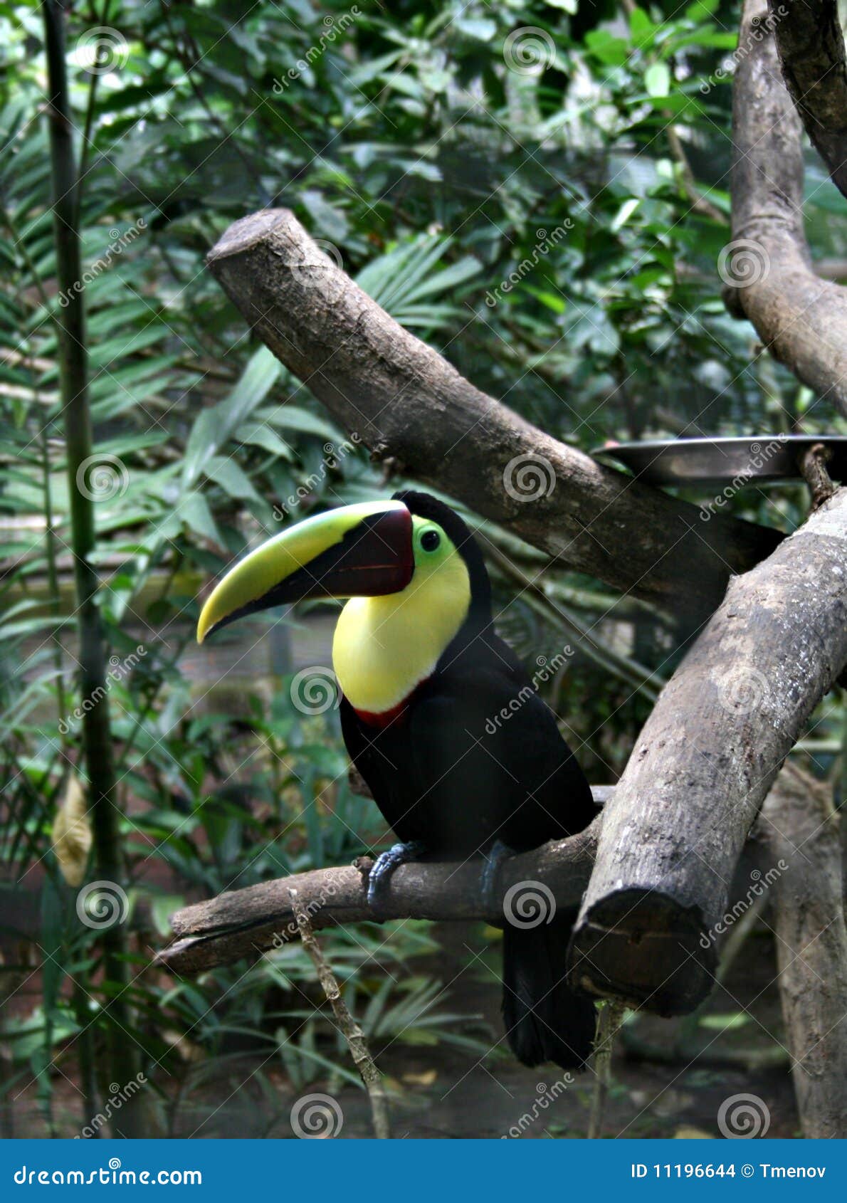 Bird Tucan stock photo. Image of eyes, tail, tucan, beak - 11196644