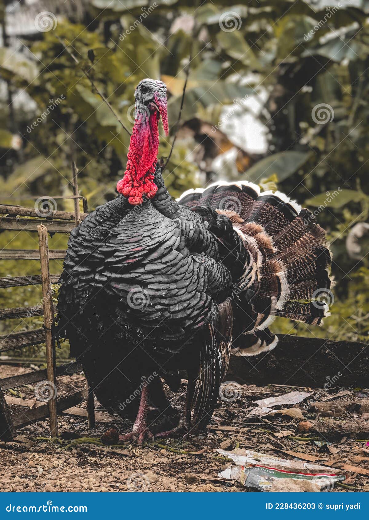 Bird turky stock image. Image of wallpapers, turky, bird - 228436203