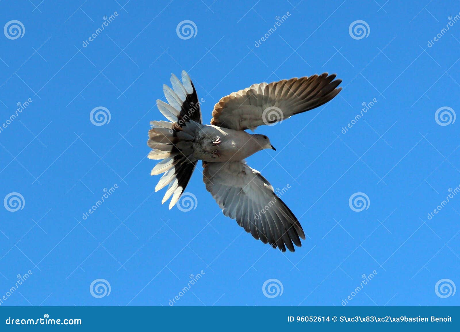 Bird , Turtledove flight stock photo. Image of animal - 96052614