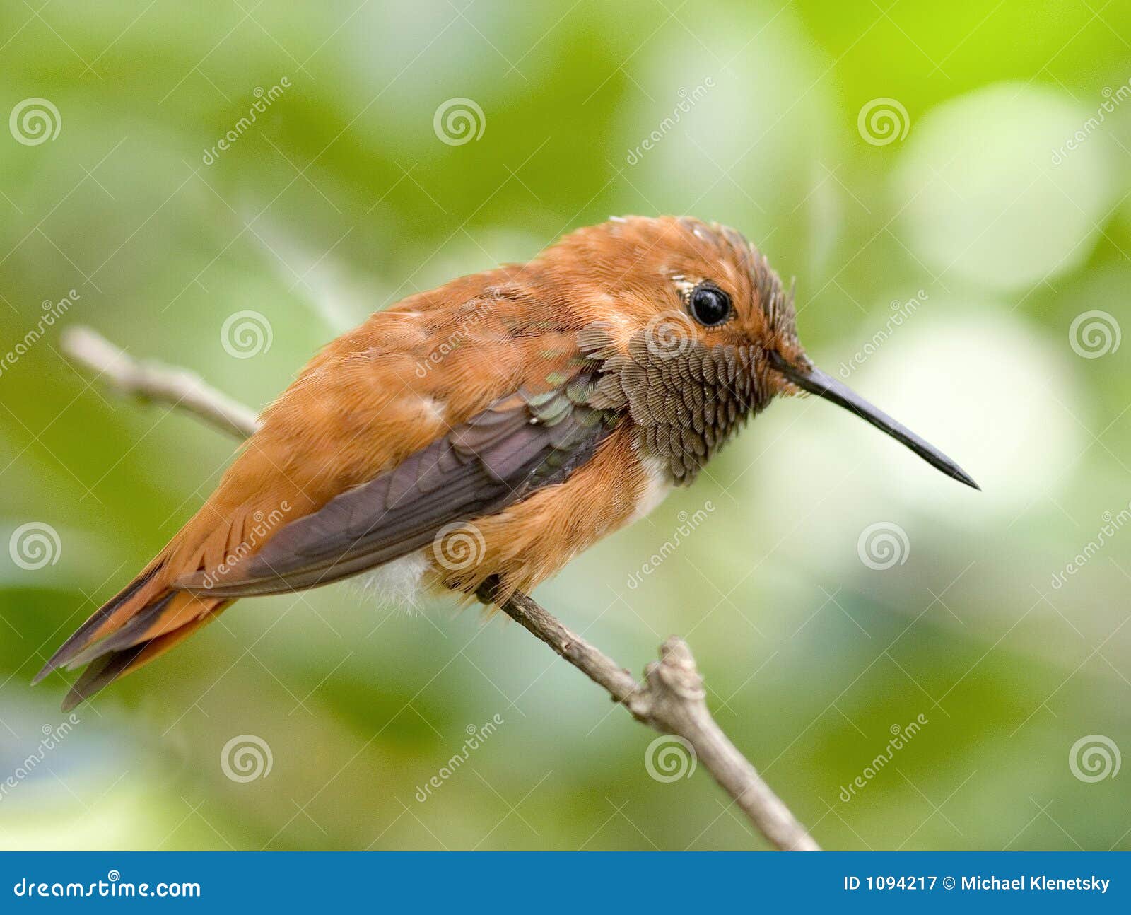 Bird on Twig stock image. Image of beak, outdoors, bird - 1094217