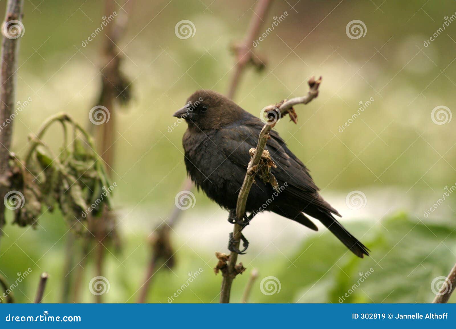 Bird on twig stock image. Image of serious, nature, althoff - 302819
