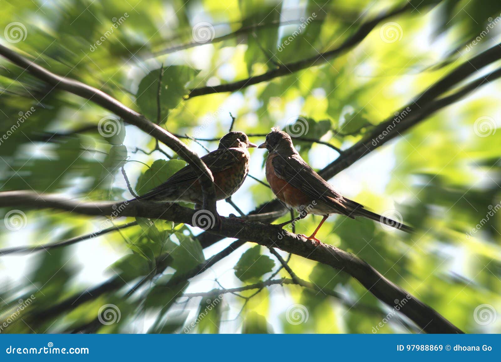Bird stock image. Image of foods, sharing, birds, bird - 97988869