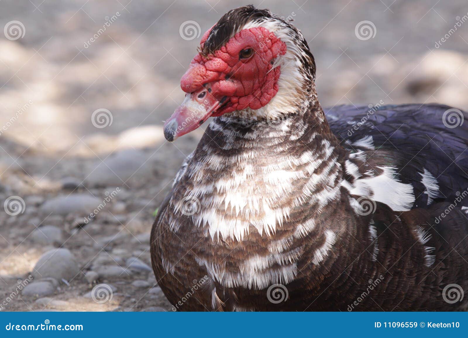 A bird of two species stock image. Image of northwest - 11096559