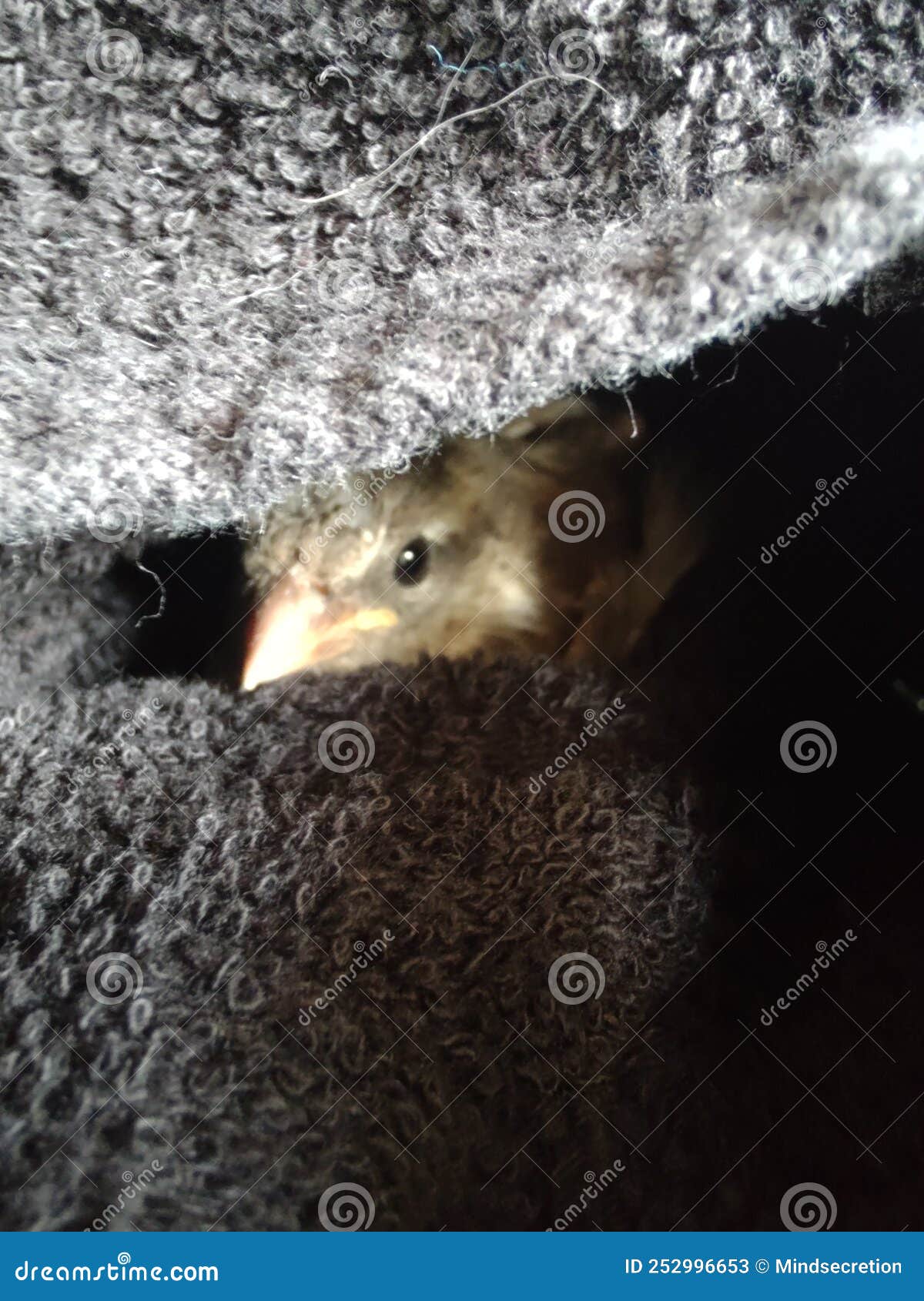 Bird under towel stock image. Image of wildlife, organ - 252996653