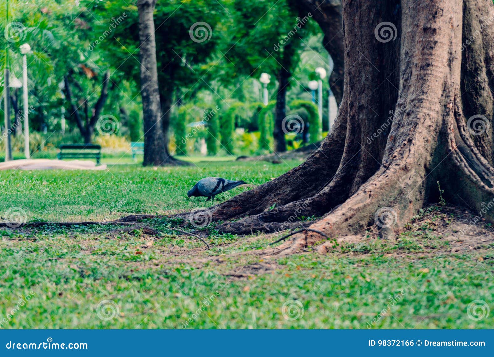 BIrd Under the Tree stock photo. Image of wild, feather - 98372166
