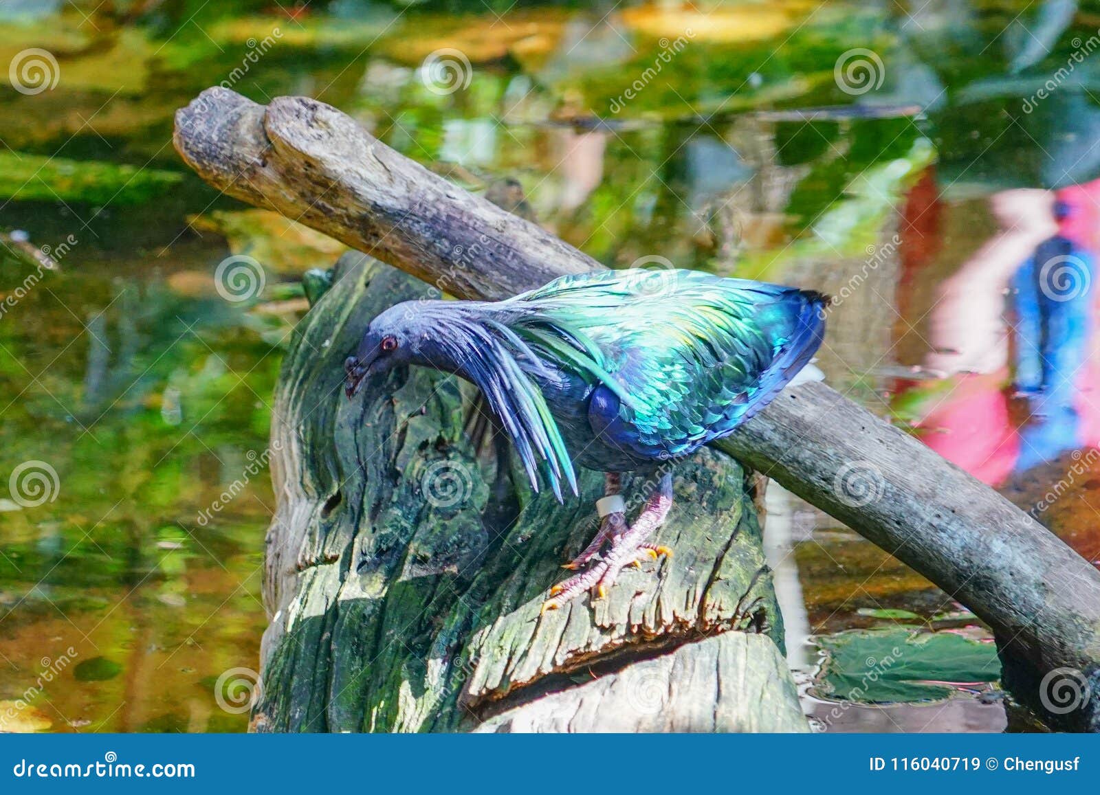 A Bird is Using Tree Branch As a Tool Stock Image - Image of blue ...